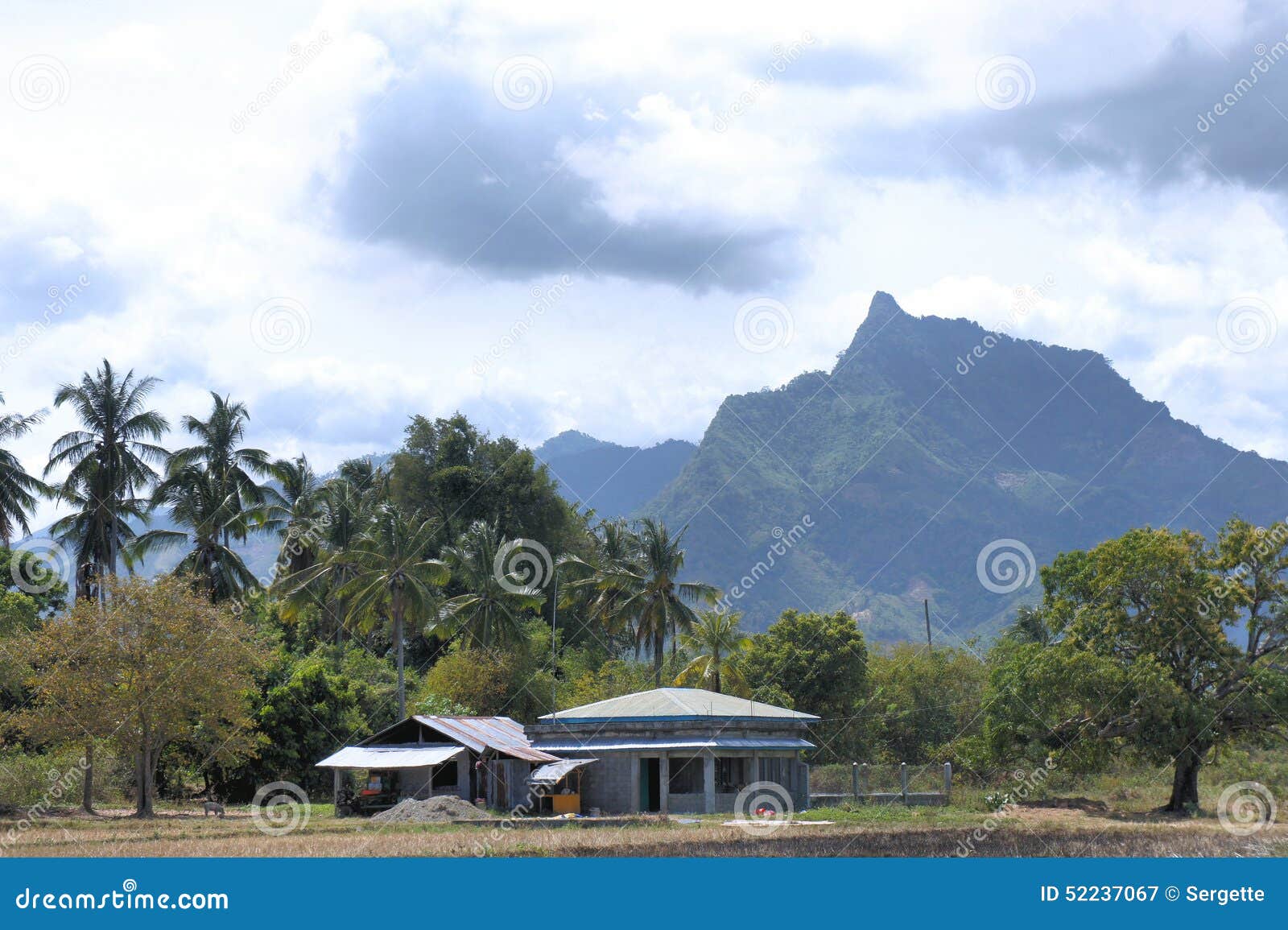 Farm. Coconut Trees. Palawan Island. Stock Image - Image of asia ...