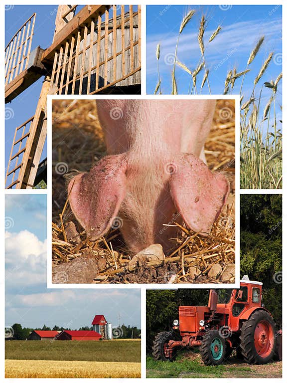 Farm collage stock image. Image of farmland, cultivation - 7635387