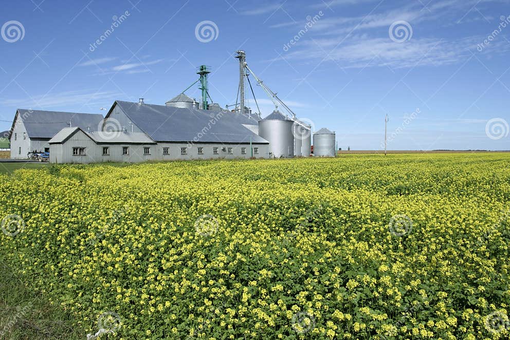 Farm and colza stock photo. Image of grow, agricultural - 3391480