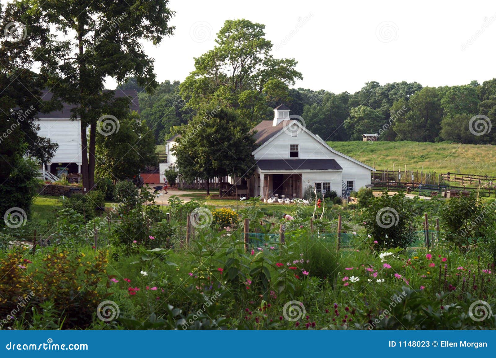 Farm and Community Gardens stock image. Image of yard - 1148023