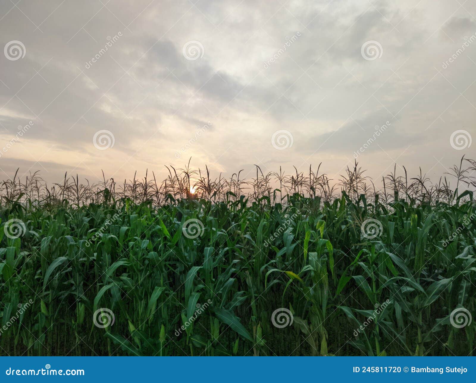 Farm Corn Agains Sky and Sun Stock Photo - Image of agriculture, agains ...