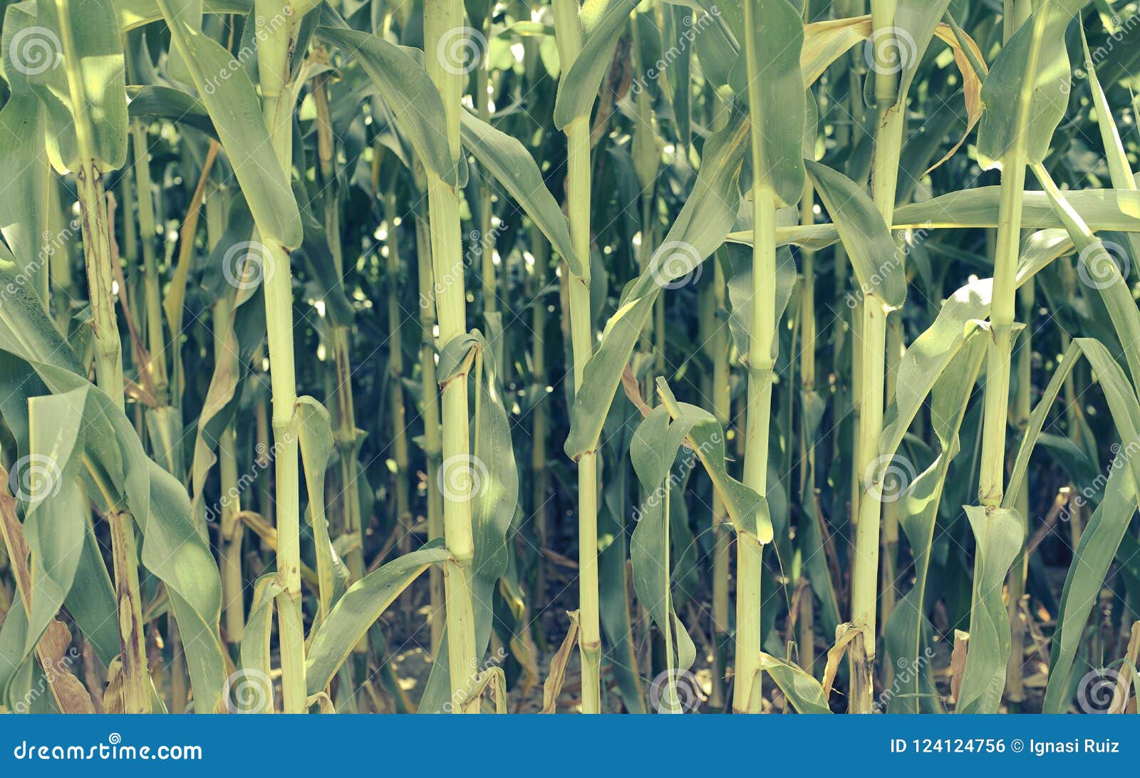 Farm of corn in Europe stock photo. Image of agriculture - 124124756