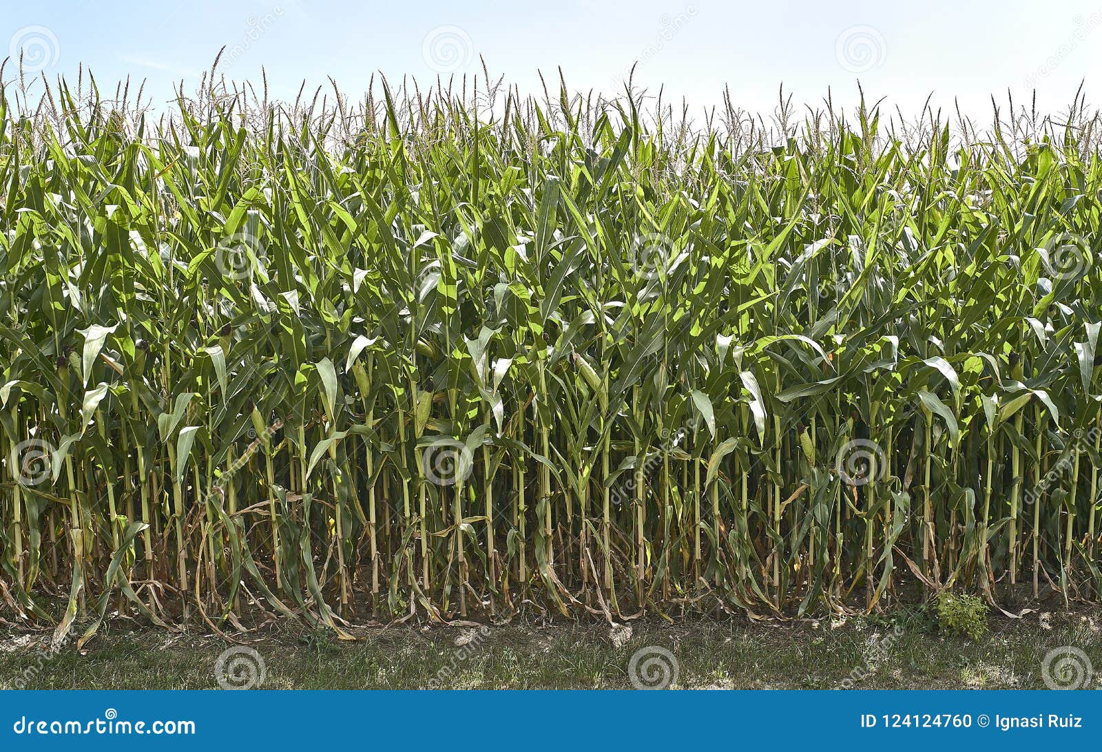 Farm of corn in Europe stock photo. Image of countryside - 124124760