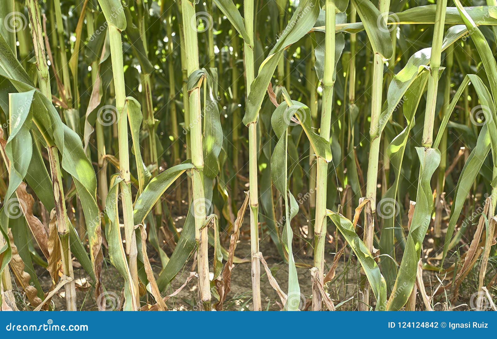 Farm of corn in Europe stock photo. Image of fresh, landscape - 124124842