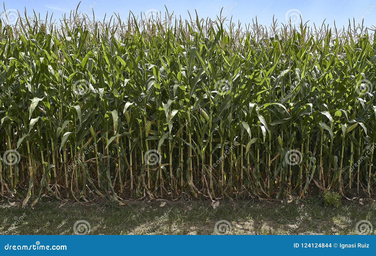 Farm of corn in Europe stock photo. Image of food, corn - 124124844