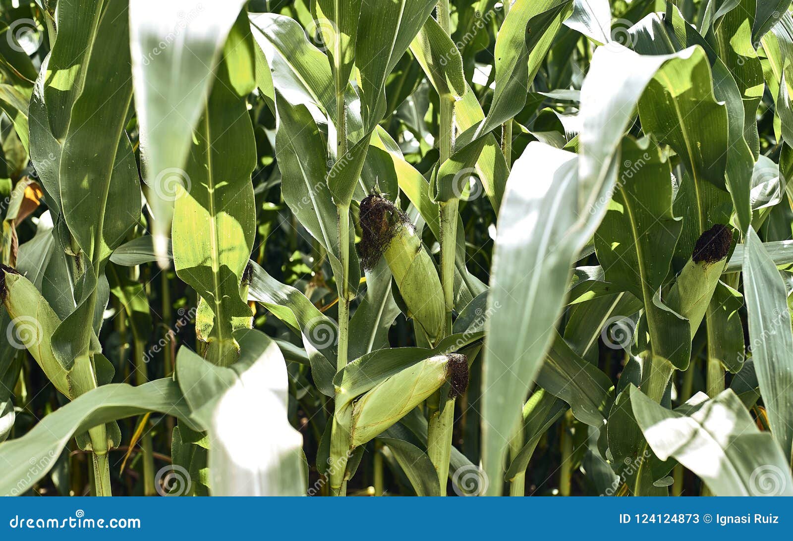 Farm of corn in Europe stock image. Image of farmland - 124124873
