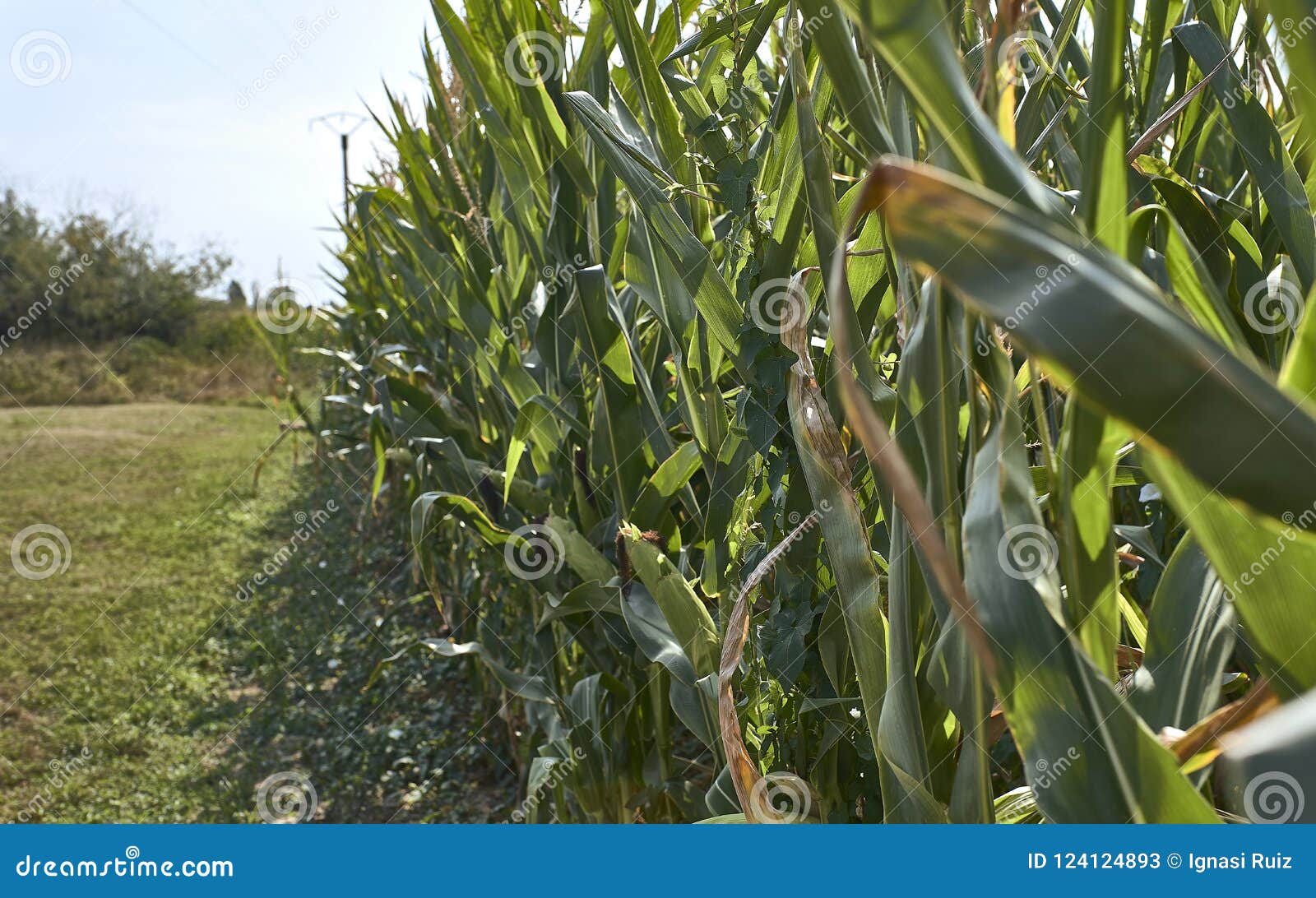Farm of corn in Europe stock image. Image of agriculture - 124124893