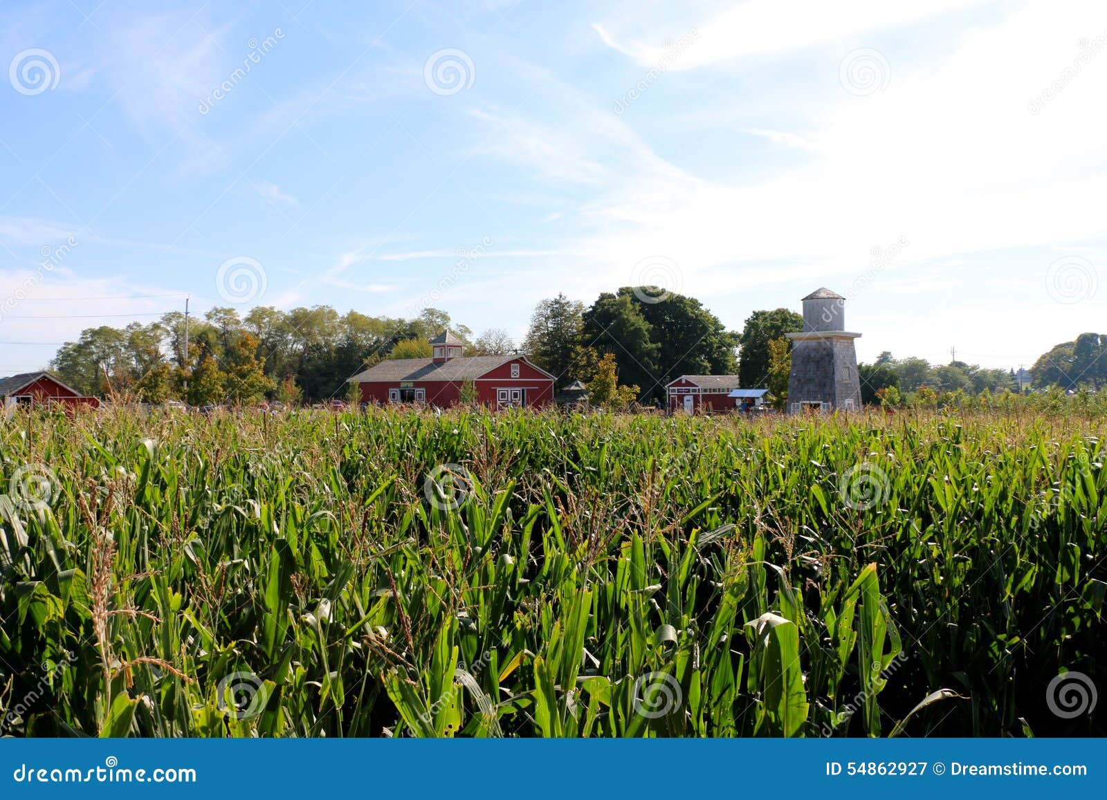 Farm and corn field stock image. Image of field, fall - 54862927