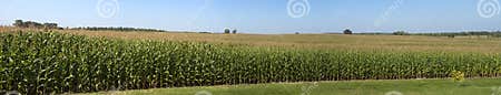 Farm Corn Field Panoramic Panorama Cornfield Stock Photo - Image of ...