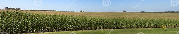 Farm Corn Field Panoramic Panorama Cornfield Stock Photo - Image of ...