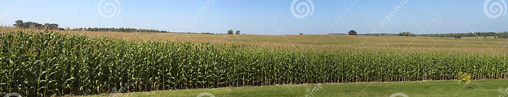 Farm Corn Field Panoramic Panorama Cornfield Stock Photo - Image of ...