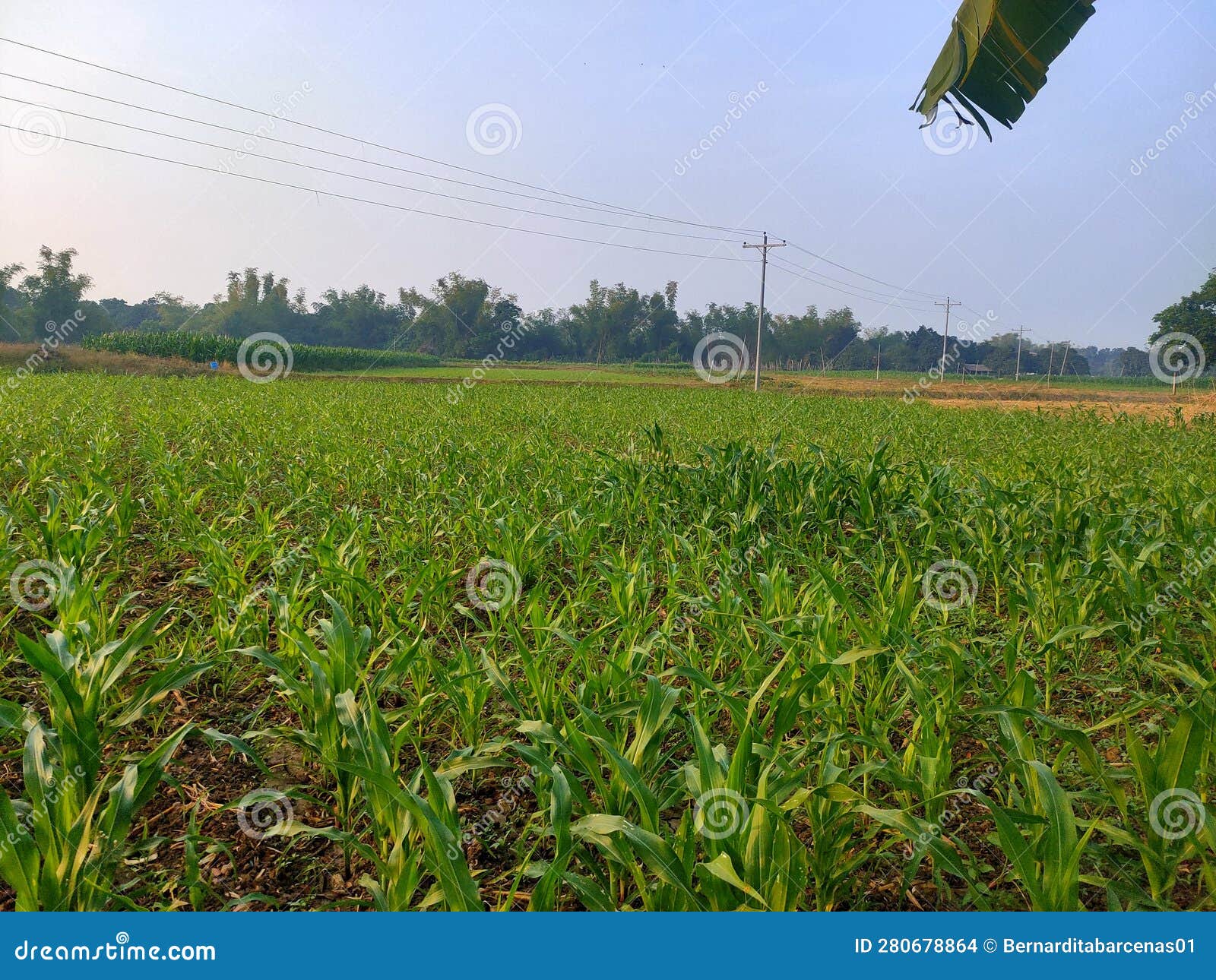 Farm Corn Rice Fruit Greenery Pasture Stock Photo - Image of corn ...