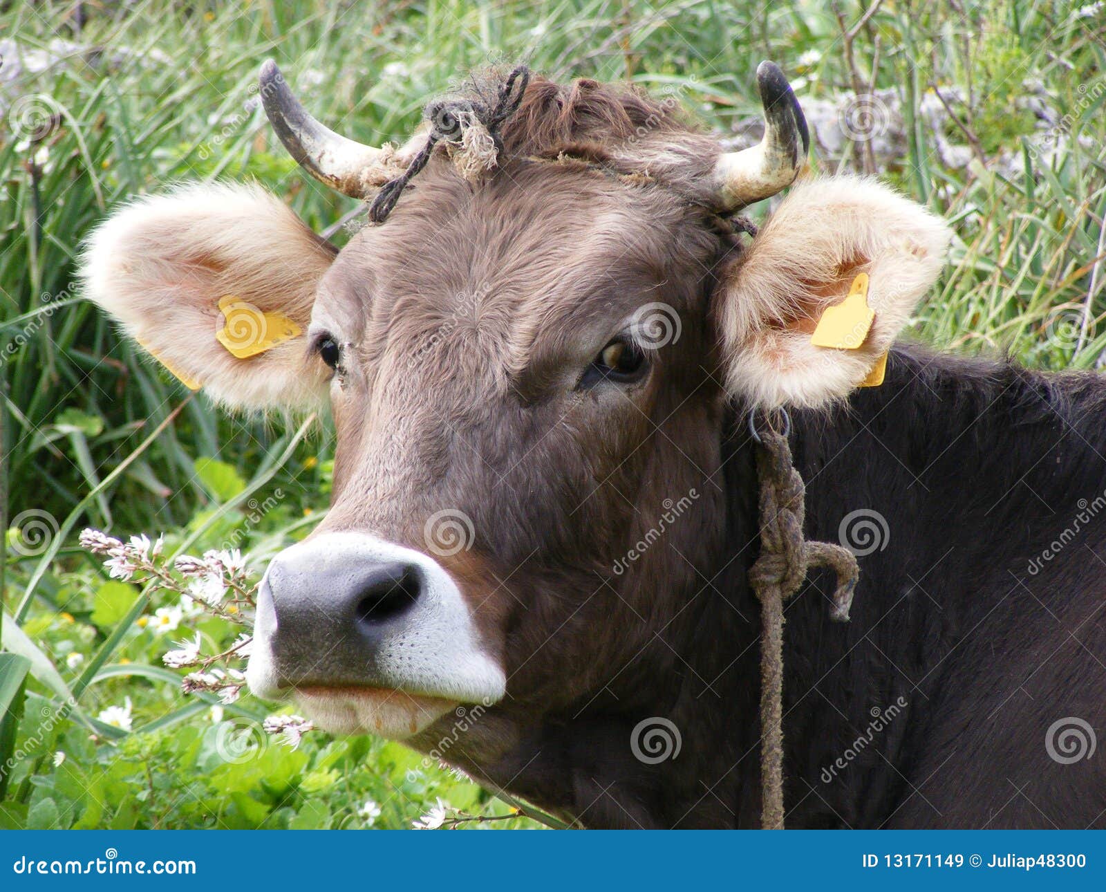 Farm cow stock image. Image of calf, meat, buttercup - 13171149