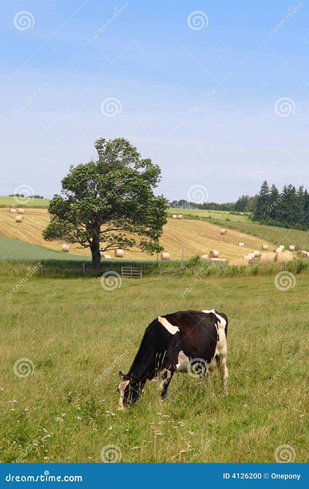 Farm Cow stock photo. Image of male, steer, straw, meadow - 4126200