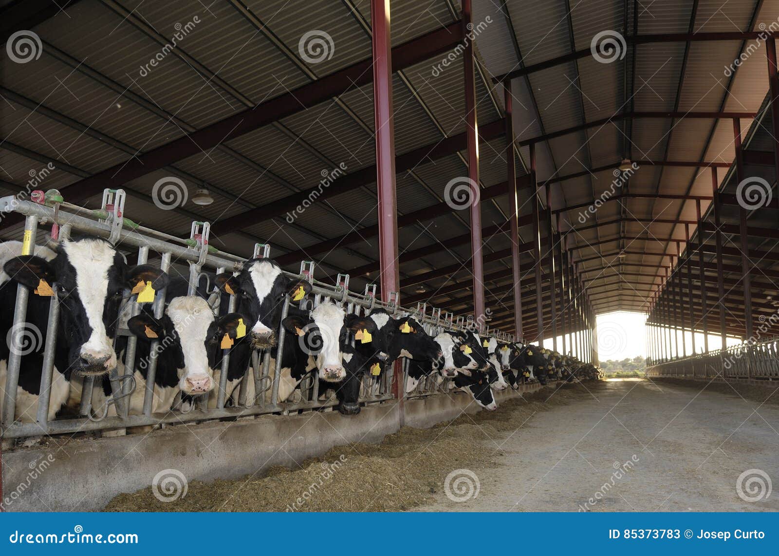 Farm cow stock image. Image of herbivorous, cattle, livestock - 85373783