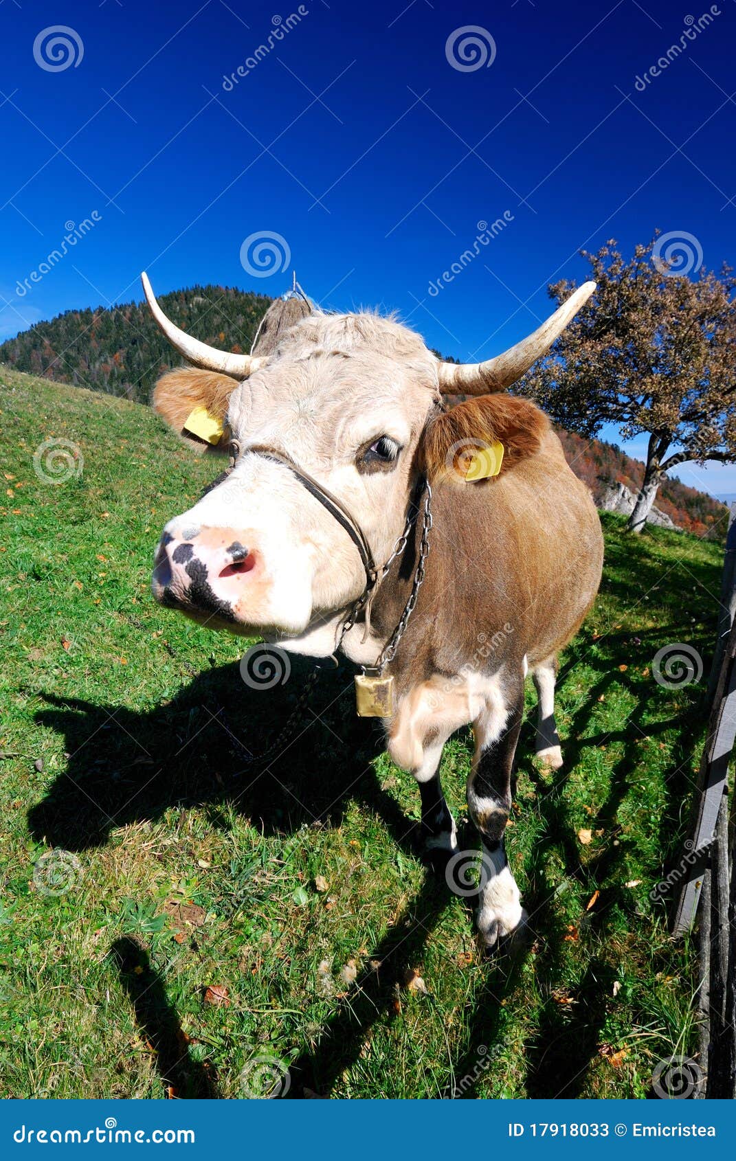 Farm Cow in Outdoor Landscape Stock Image - Image of traditional ...