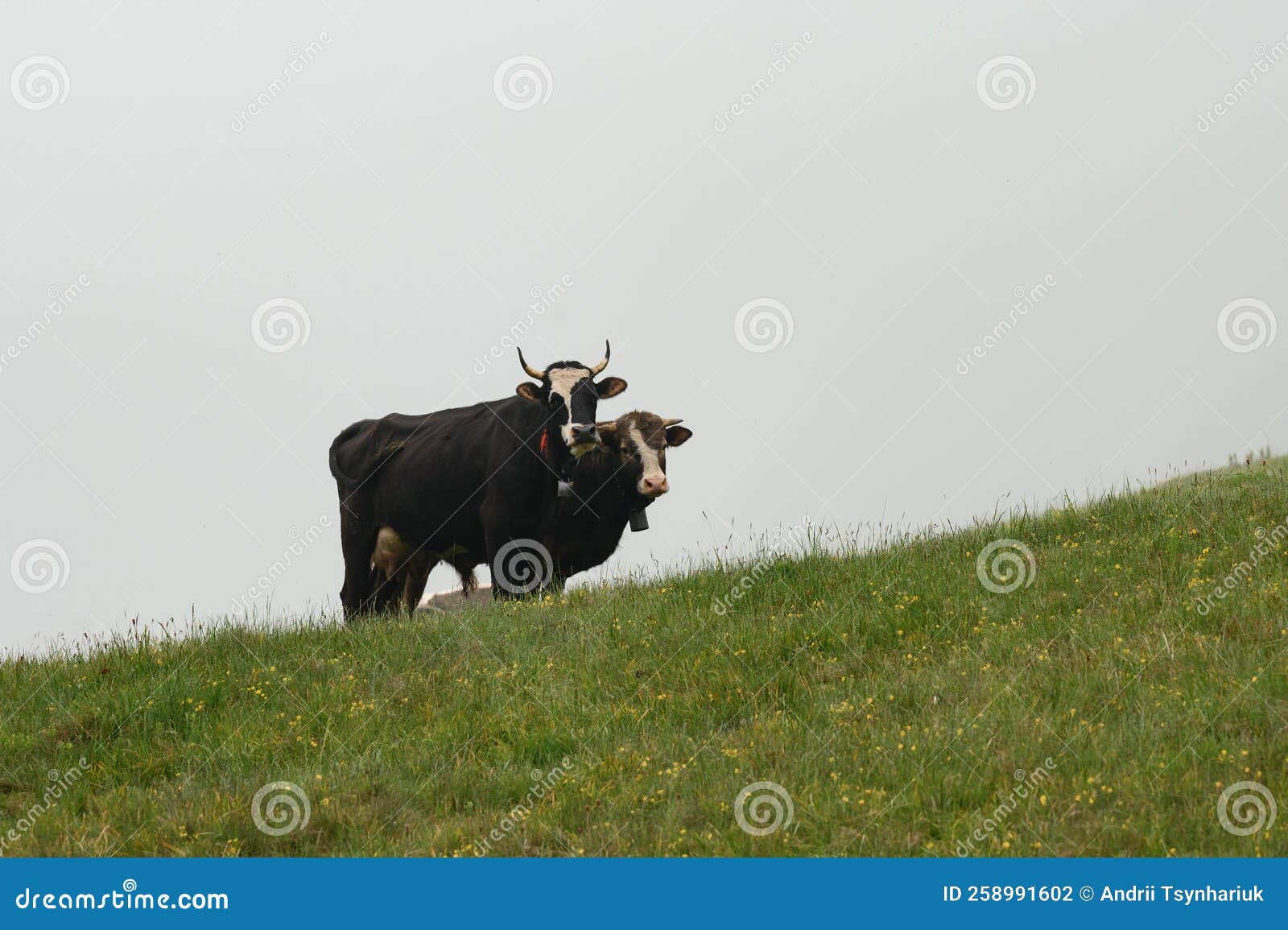 Farm with Cows in the Mountains, Cows Graze Near the Forest in the ...