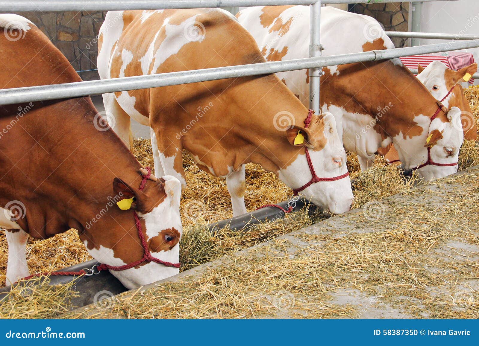 Farm Cowshed with Cows Eating Hay Stock Photo - Image of brown ...