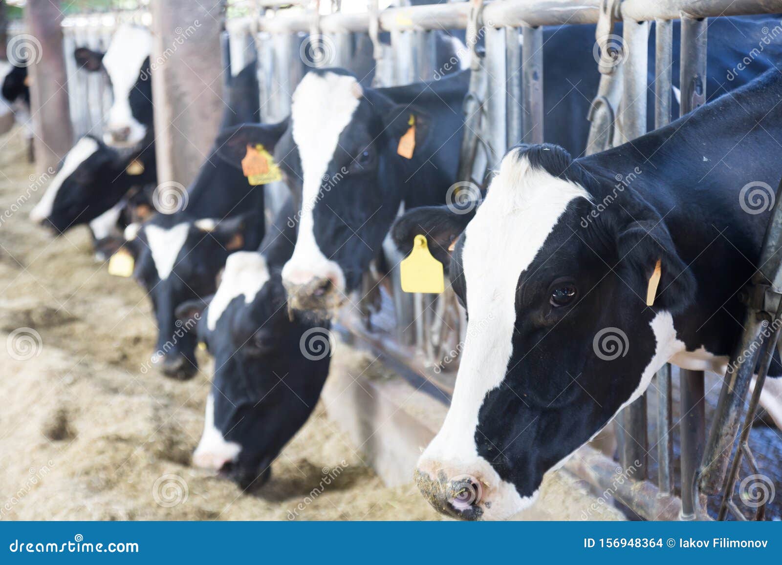 Farm cowshed with cows stock photo. Image of hoof, country - 156948364