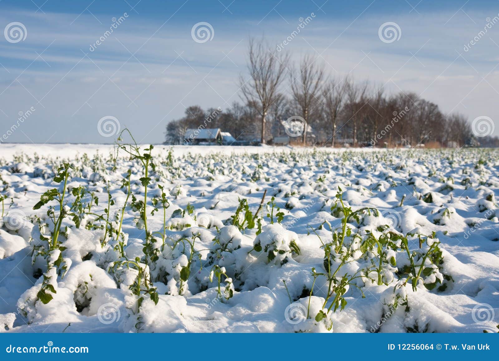 Farm crop in the winter stock photo. Image of field, hoarfrost - 12256064