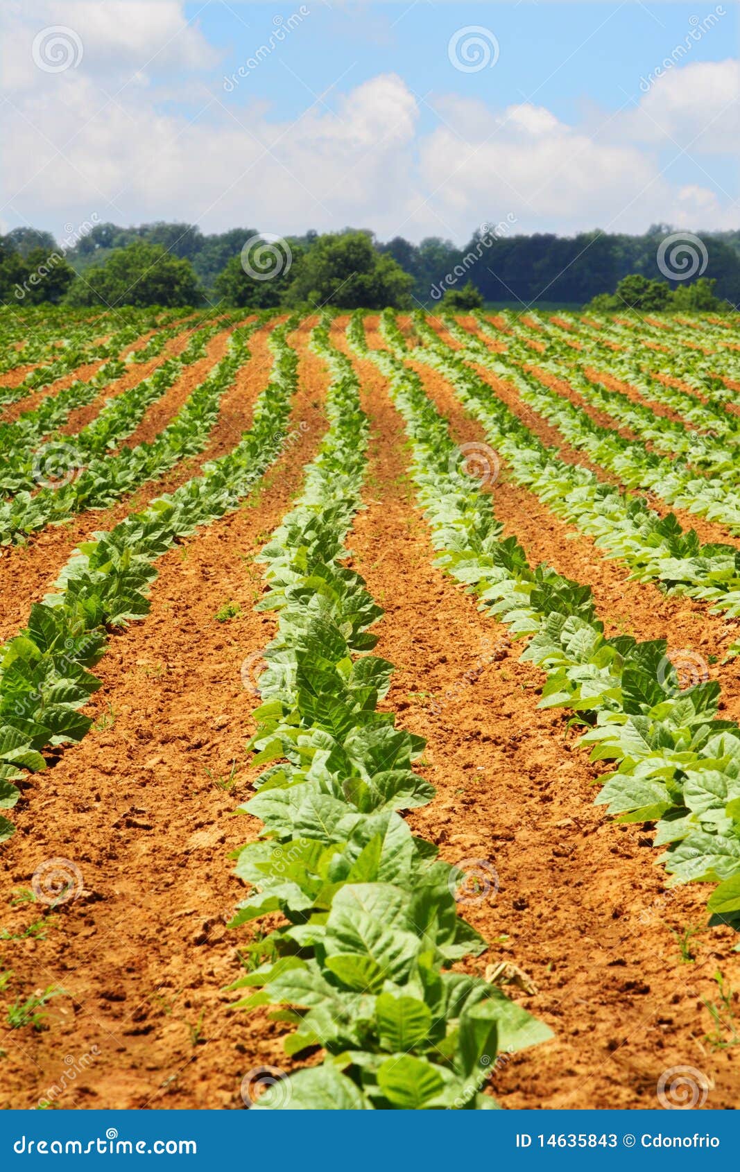 Farm Crops stock image. Image of harvest, soil, blue - 14635843