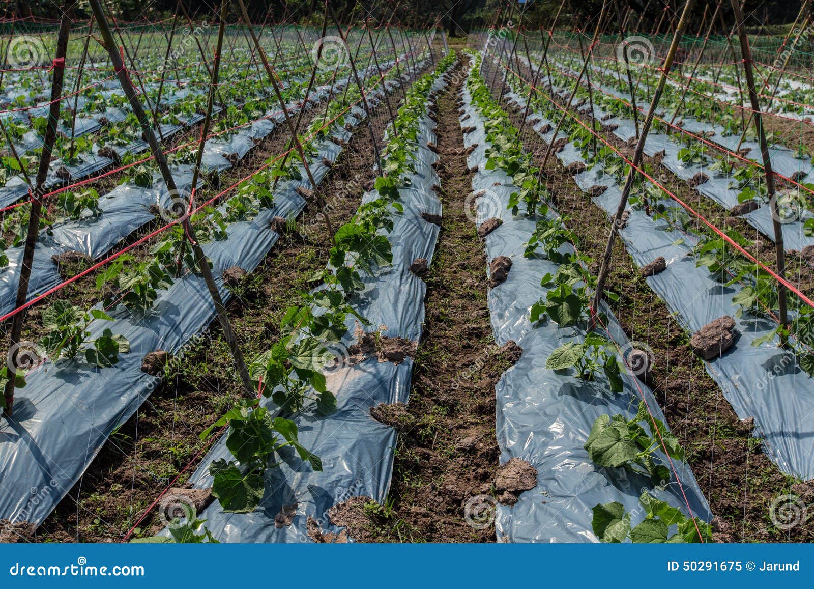 Farm cucumber is growing stock image. Image of fresh - 50291675