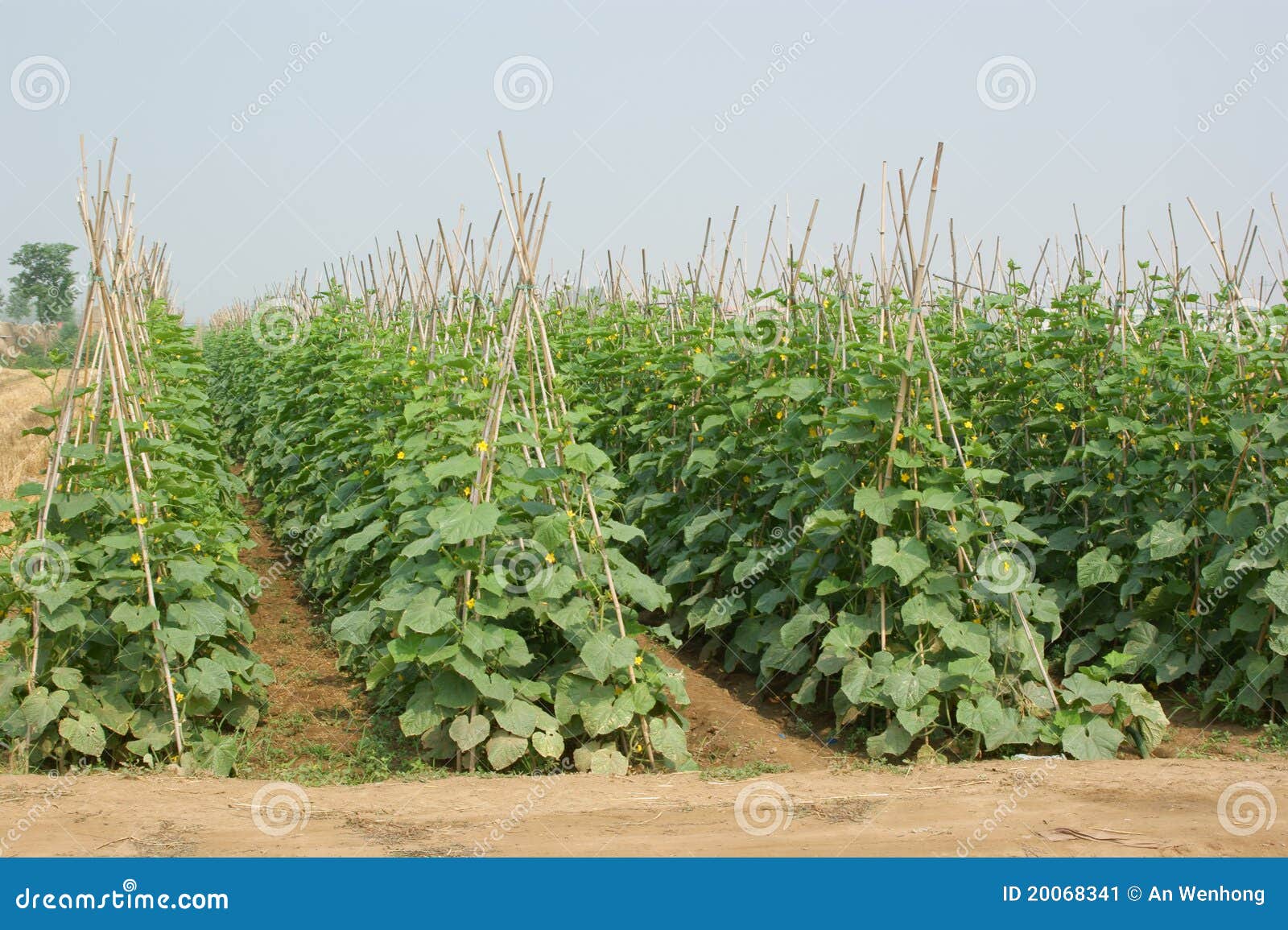 Farm cucumber seedlings stock image. Image of cultivate - 20068341
