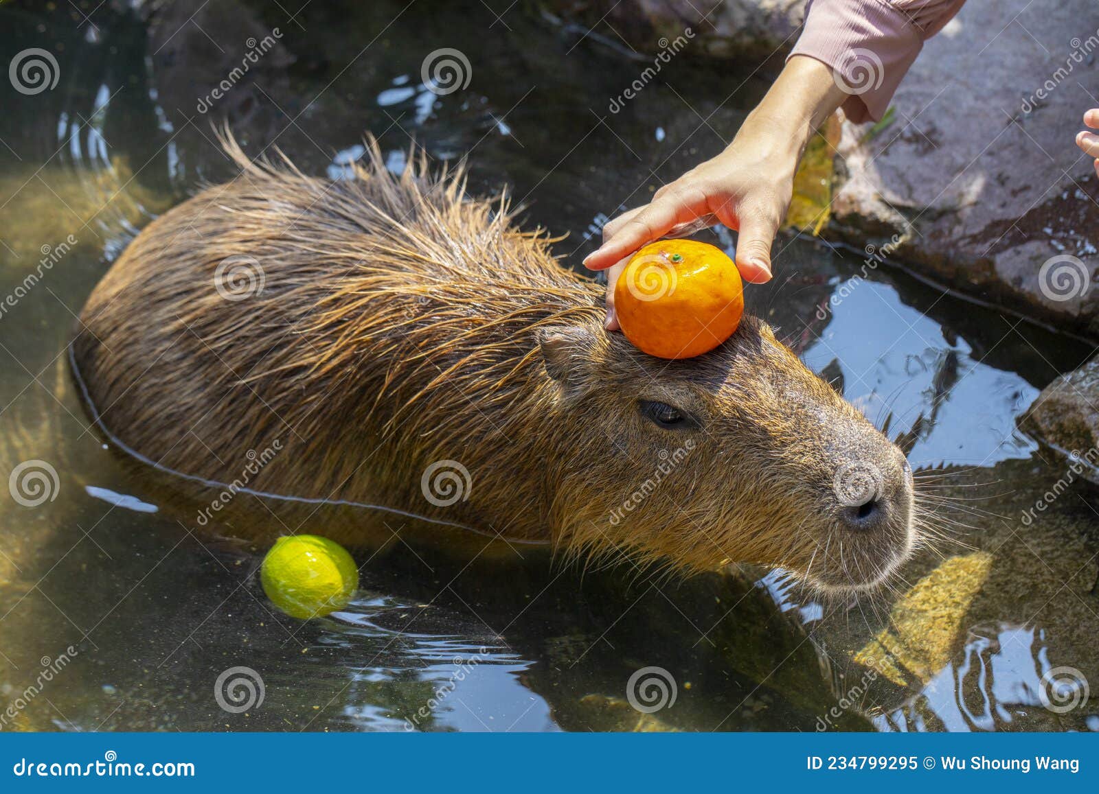 Farm, cute, capybara, bath stock image. Image of meal - 234799295
