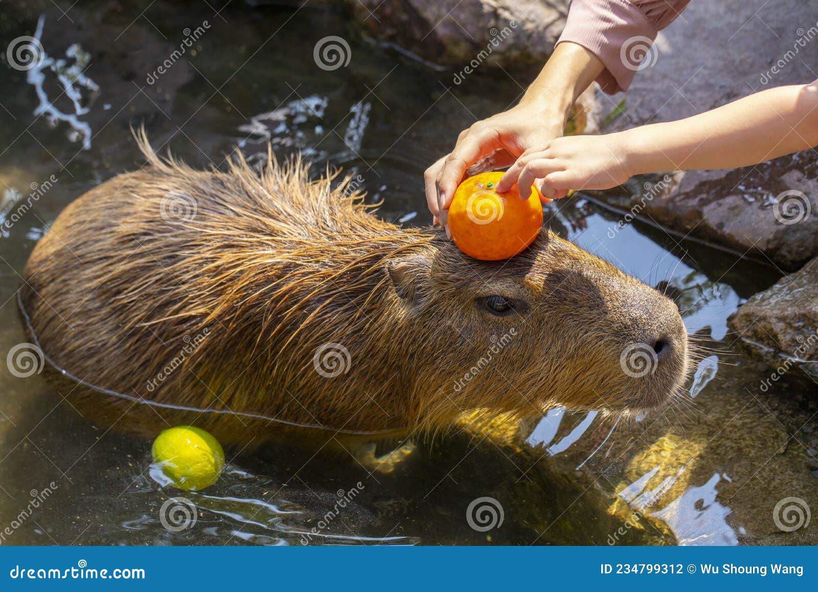 Farm, cute, capybara, bath stock photo. Image of brown - 234799312