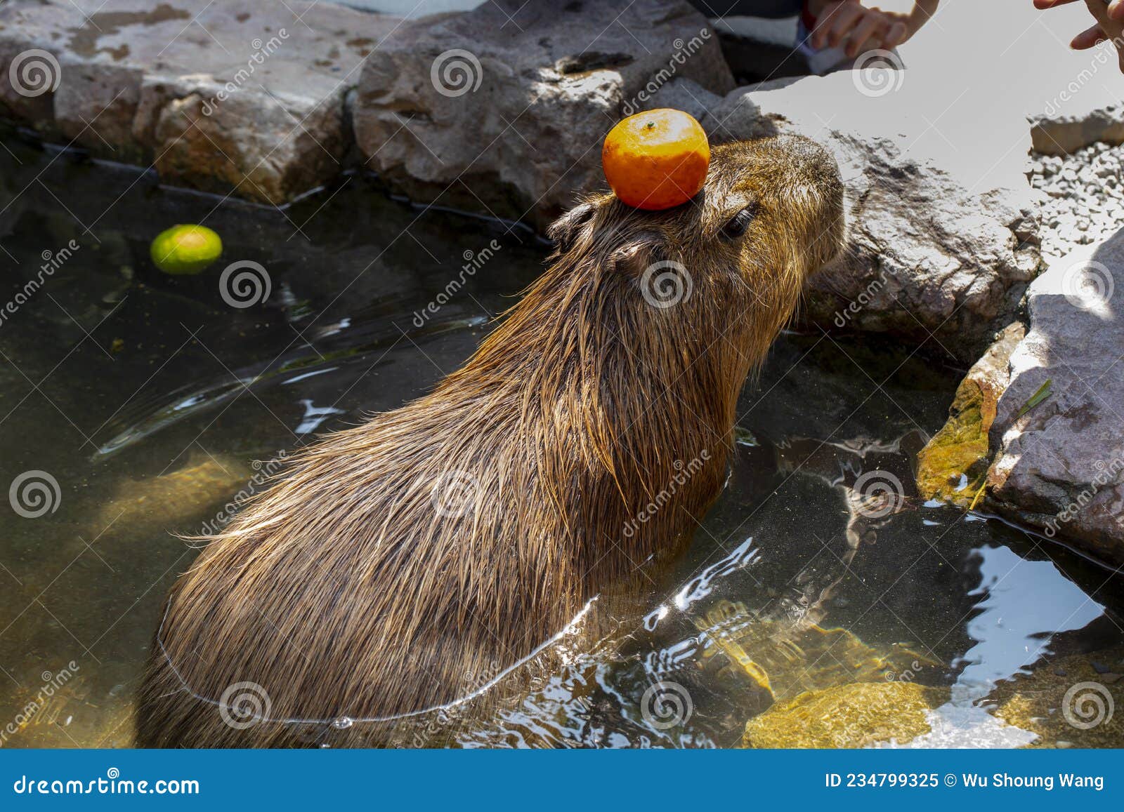 Farm, cute, capybara, bath stock image. Image of bath - 234799325