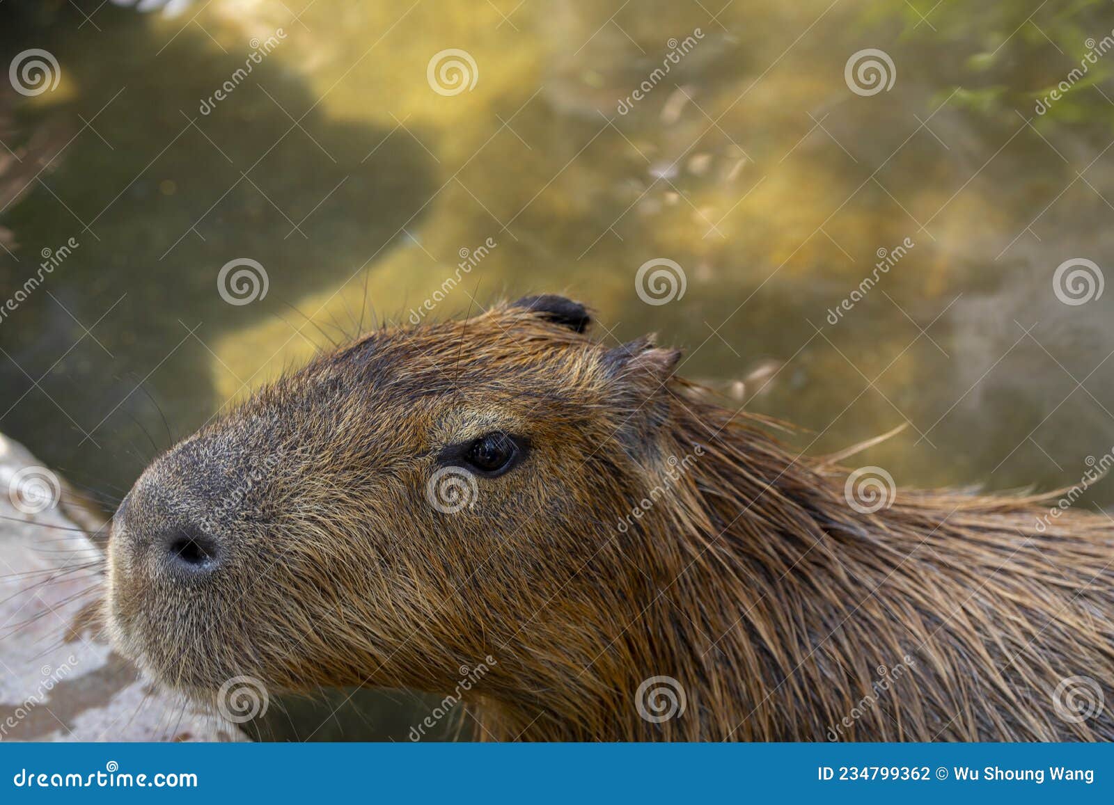 Farm, cute, capybara, bath stock photo. Image of farm - 234799362