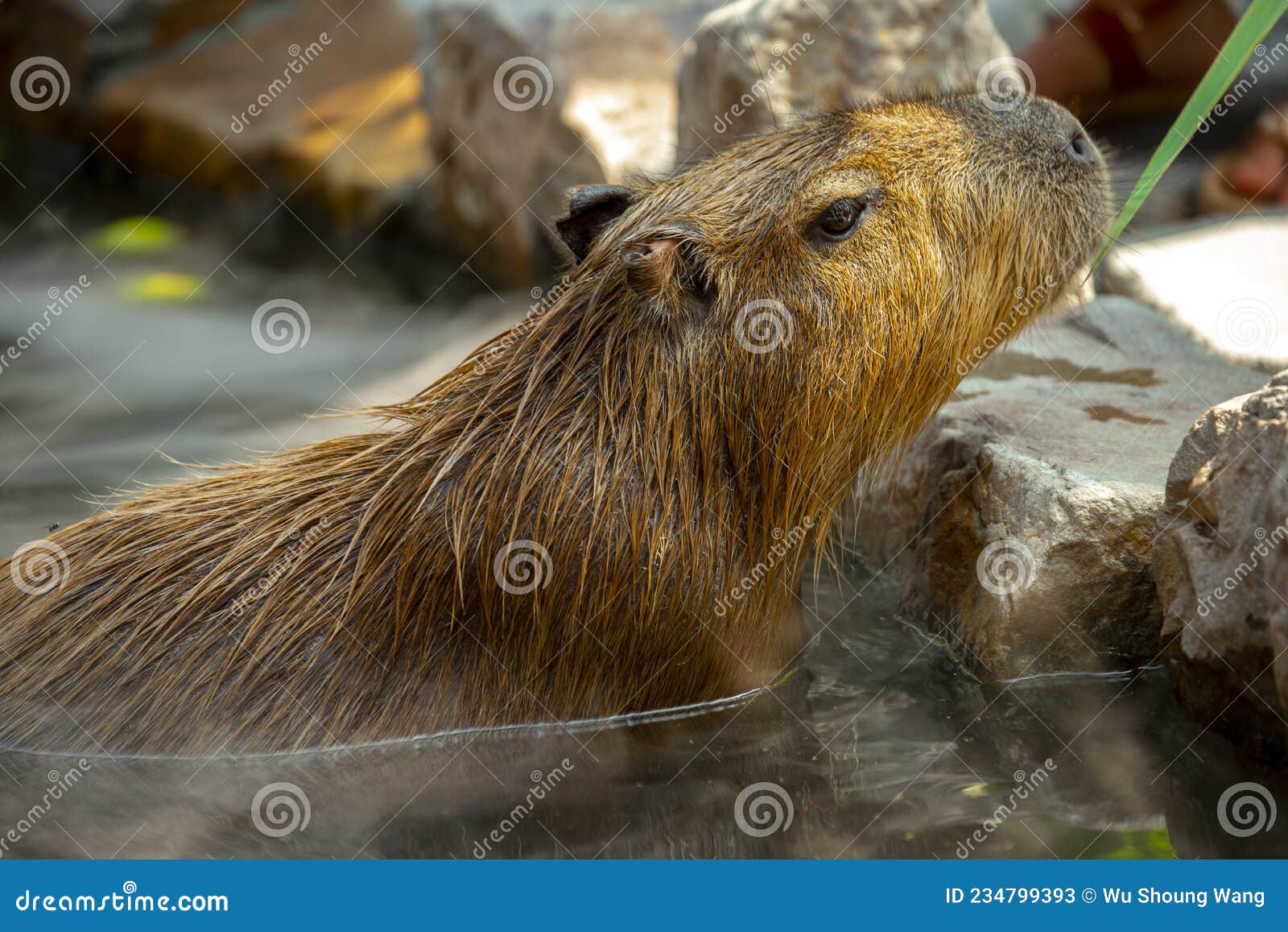 Farm, cute, capybara, bath stock image. Image of diet - 234799393