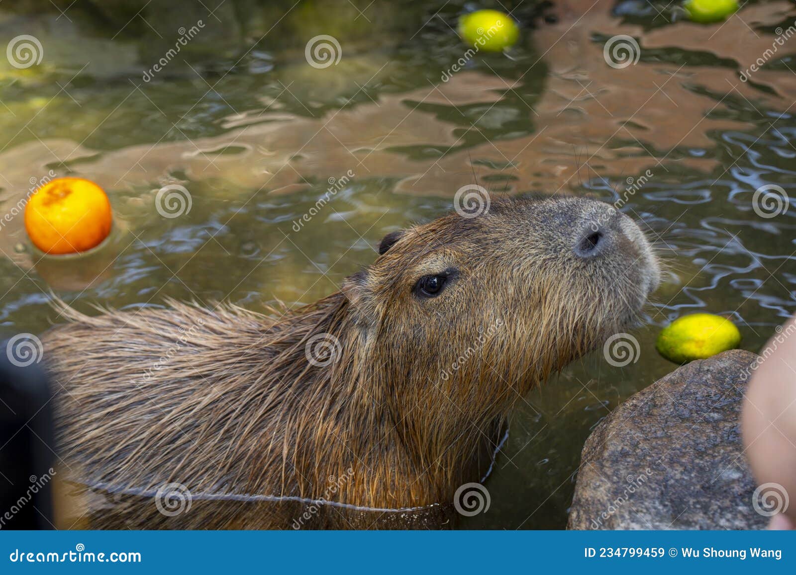 Farm, cute, capybara, bath stock image. Image of nature - 234799459