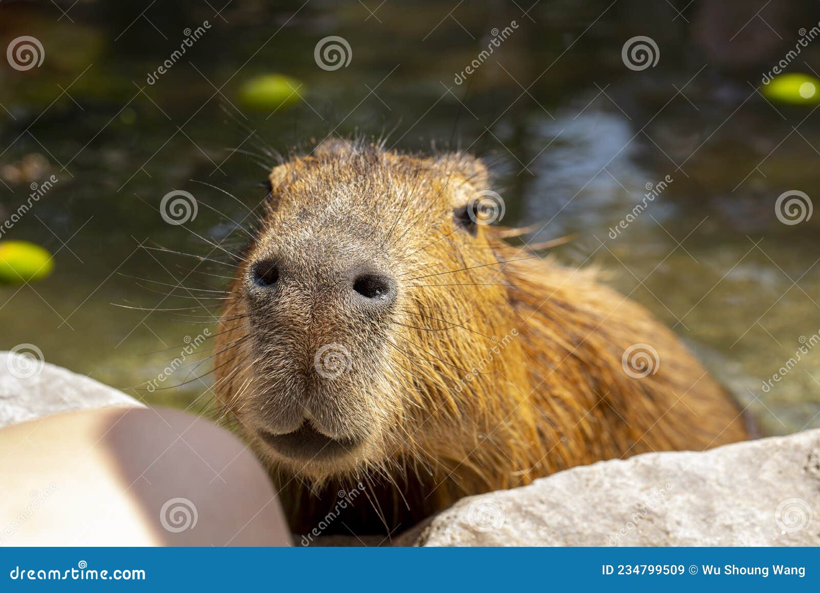 Farm, cute, capybara, bath stock image. Image of sunlight - 234799509