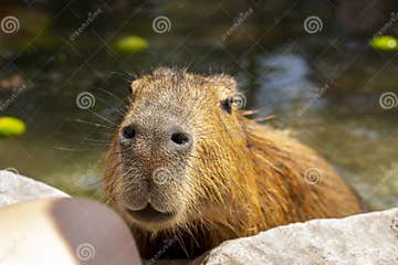 Farm, cute, capybara, bath stock image. Image of sunlight - 234799509