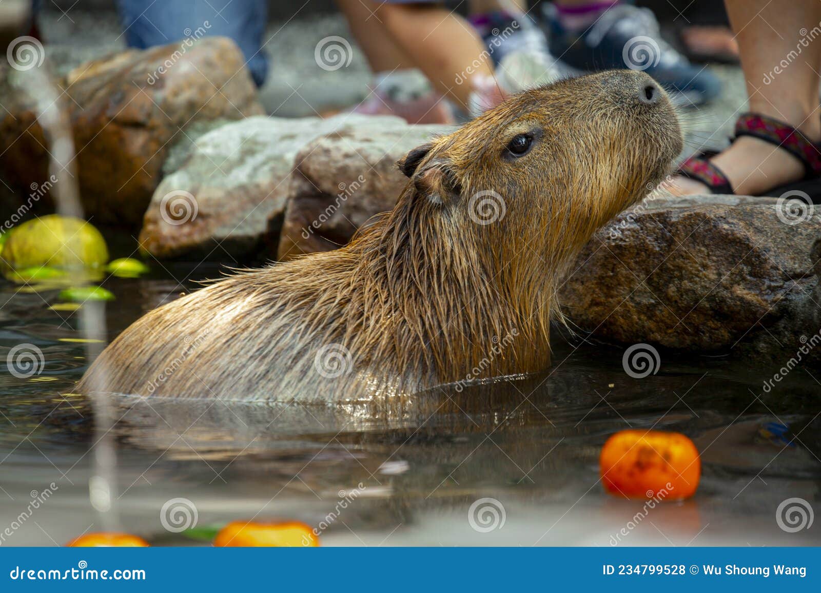 Farm, cute, capybara, bath stock photo. Image of small - 234799528