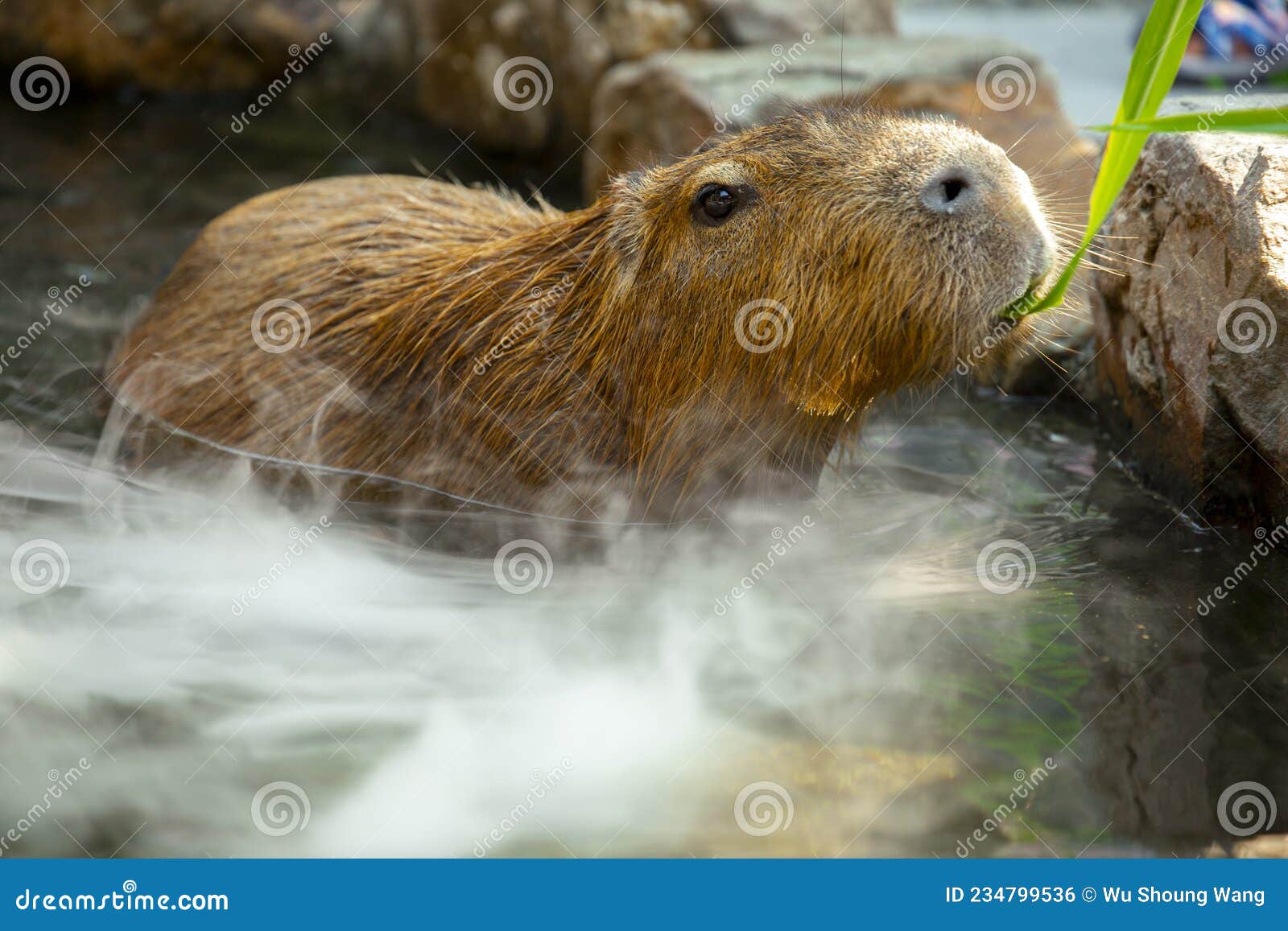 Farm, cute, capybara, bath stock photo. Image of meal - 234799536