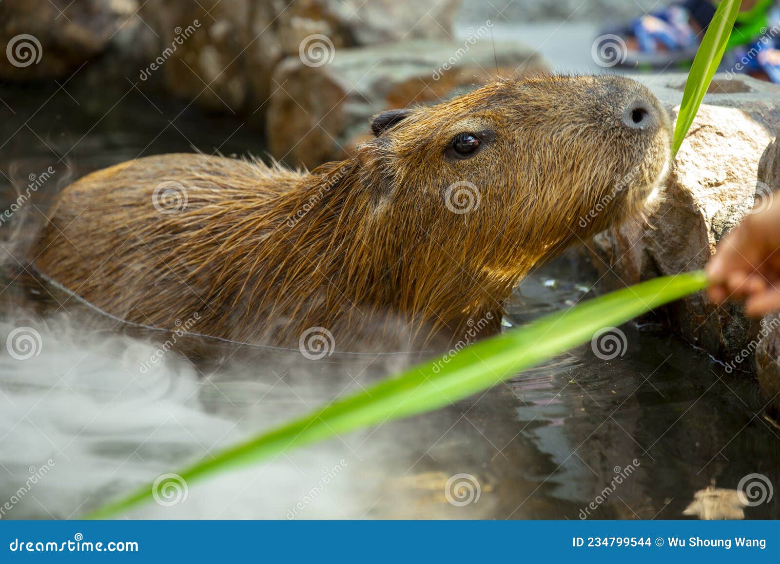 Farm, cute, capybara, bath stock photo. Image of pool - 234799544