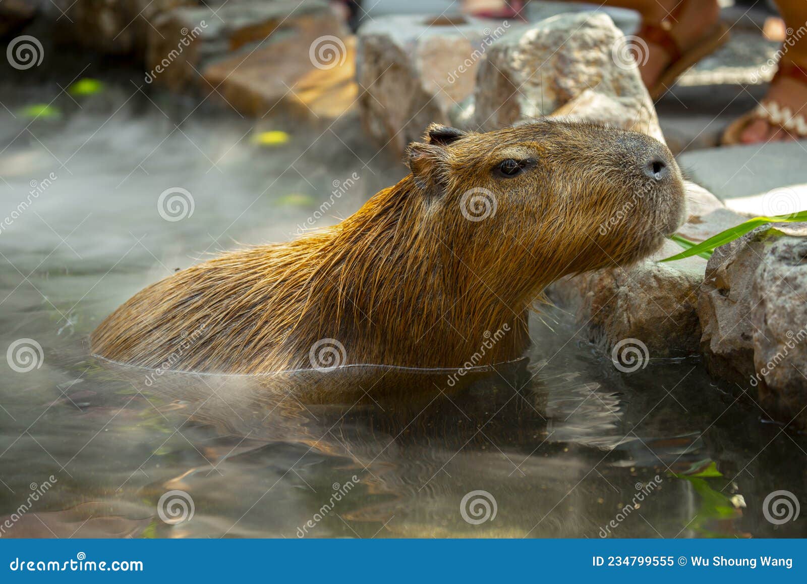 Farm, cute, capybara, bath stock image. Image of brown - 234799555