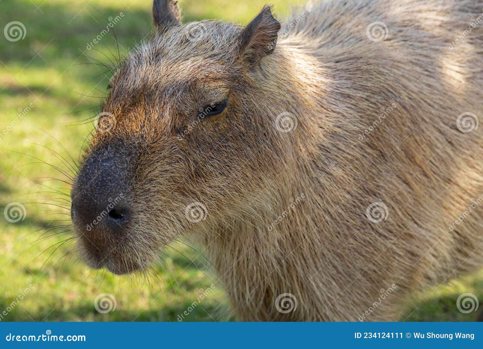 Farm, Cute, Capybara, Dining Stock Image - Image of meal, aquatic ...