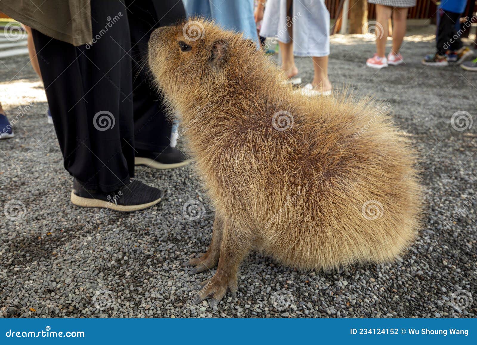 Farm, Cute, Capybara, Dining Stock Photo - Image of monarch, outdoor ...