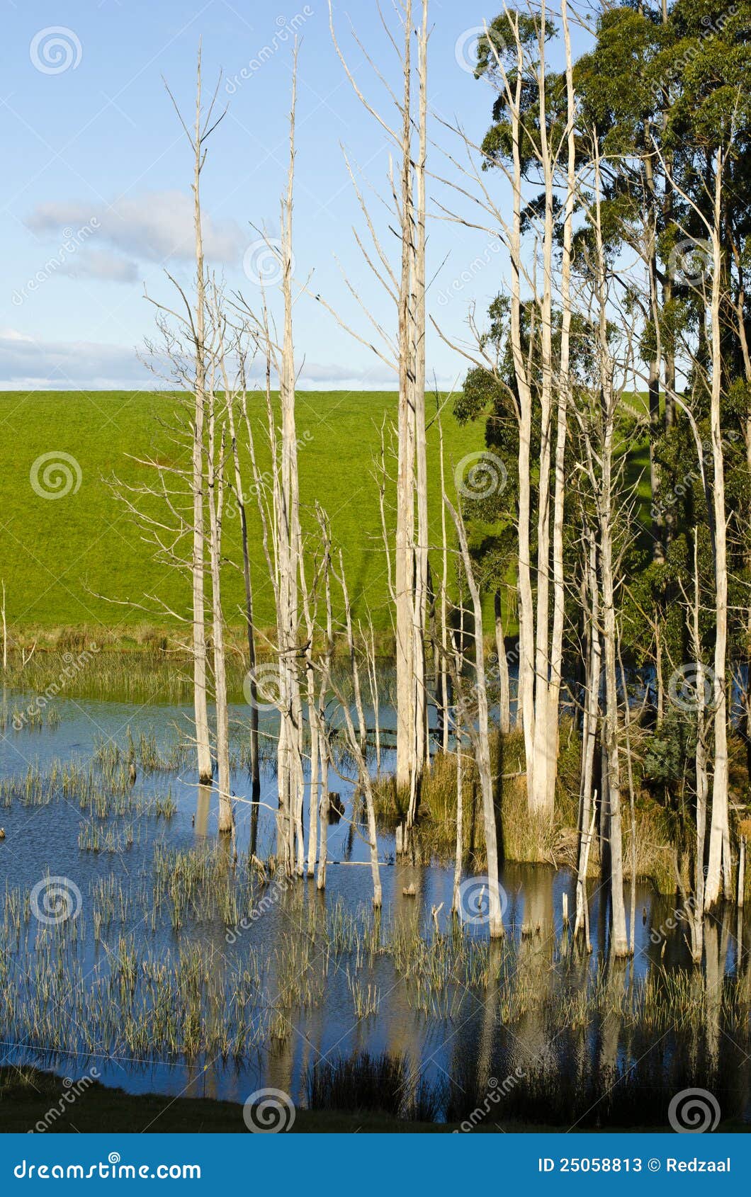 Farm dam with dead trees stock image. Image of lake, agricultural ...