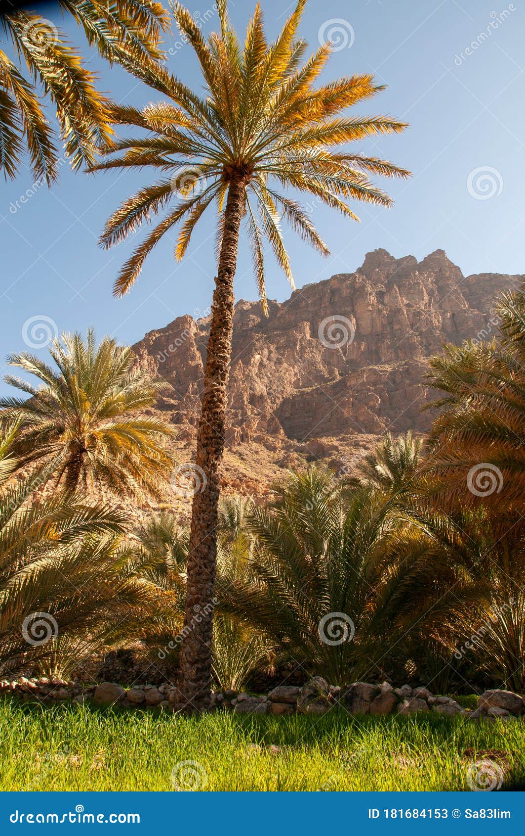 Date palms Oman stock image. Image of hajar, mountains - 181684153