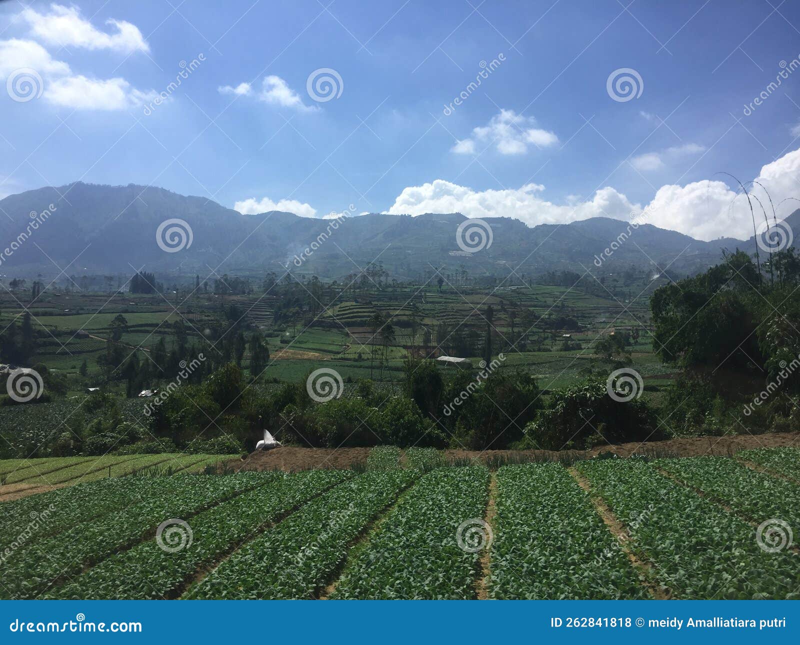 Farm Dieng Landscape Morning Vegetable Stock Photo - Image of vegetable ...