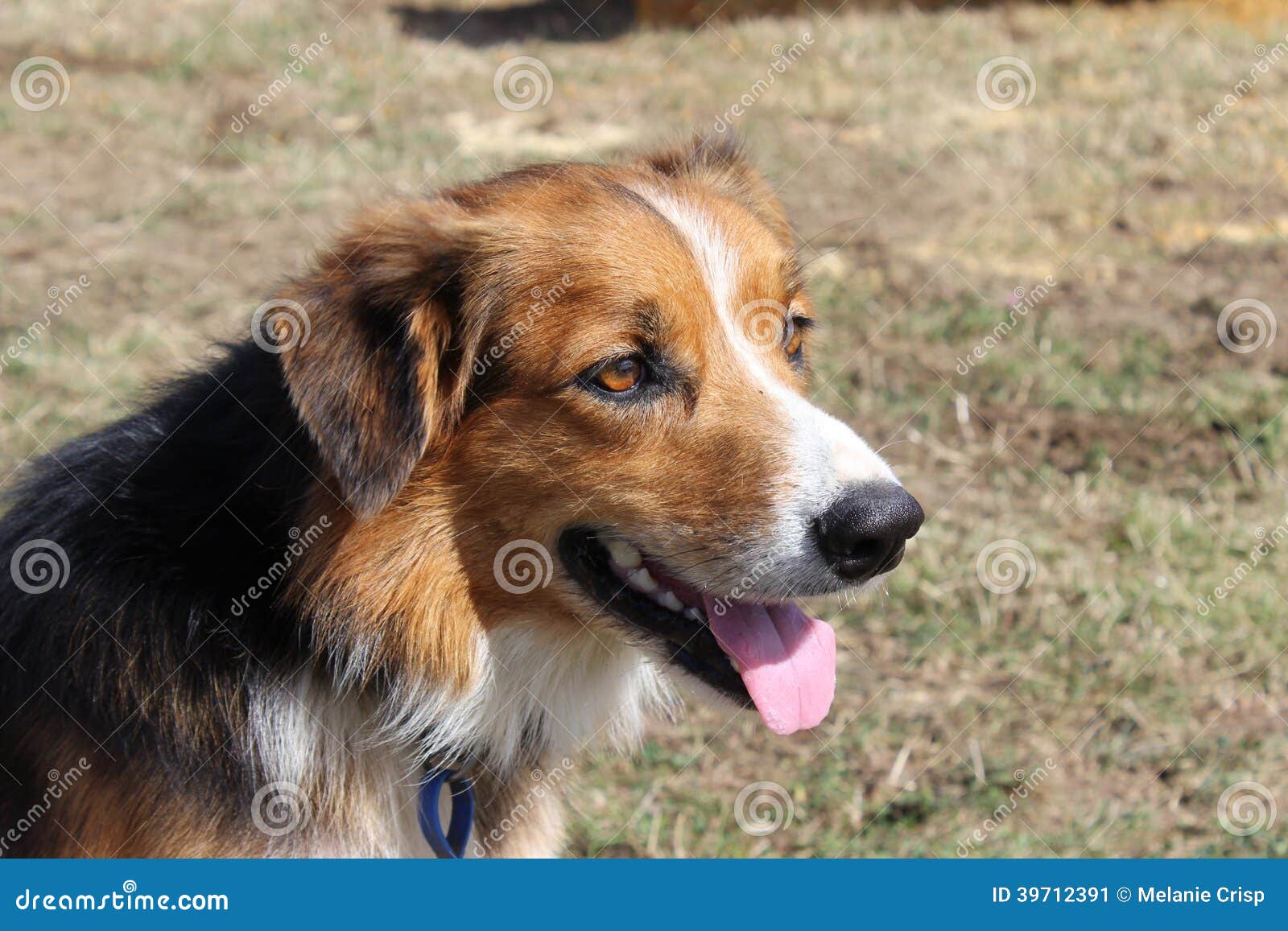 Farm dog in profile stock image. Image of cows, trained - 39712391