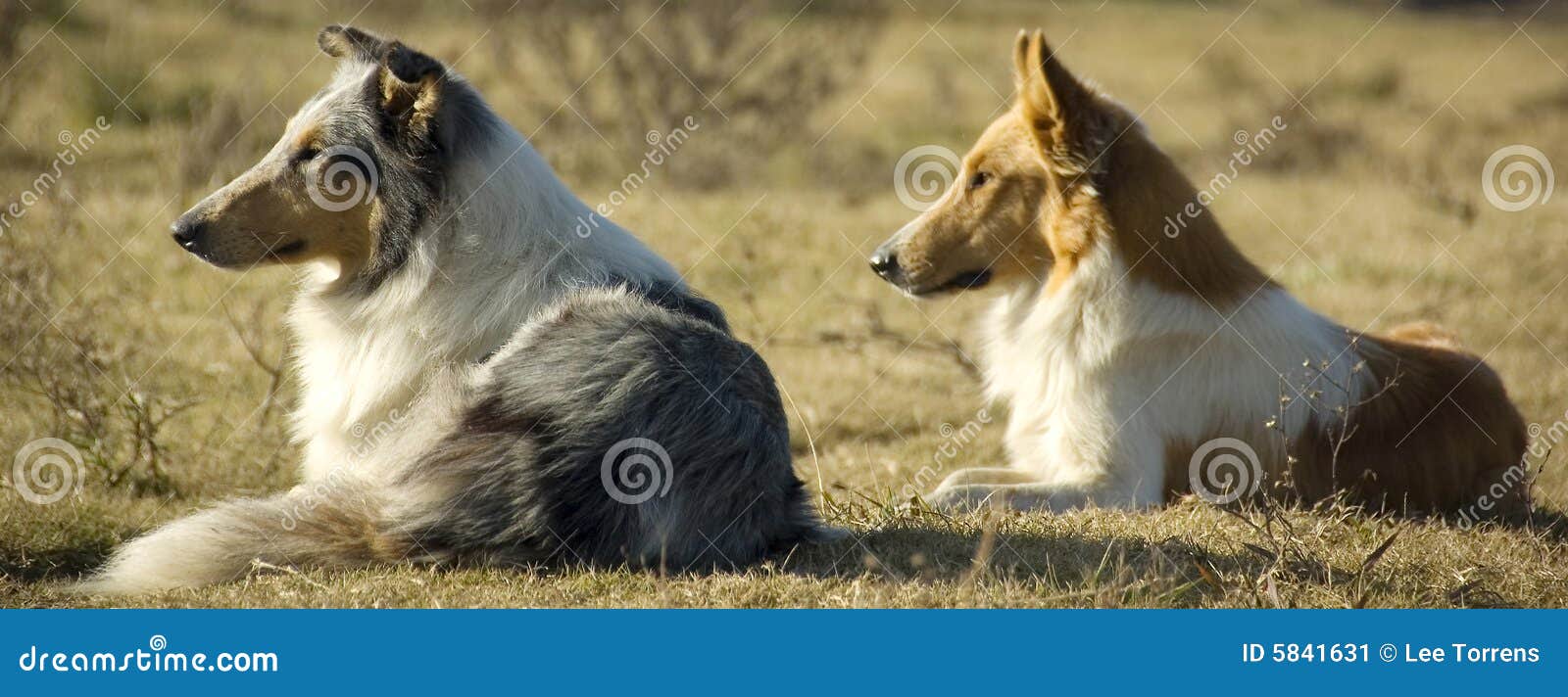 Farm Dogs stock image. Image of attentive, animals, working - 5841631