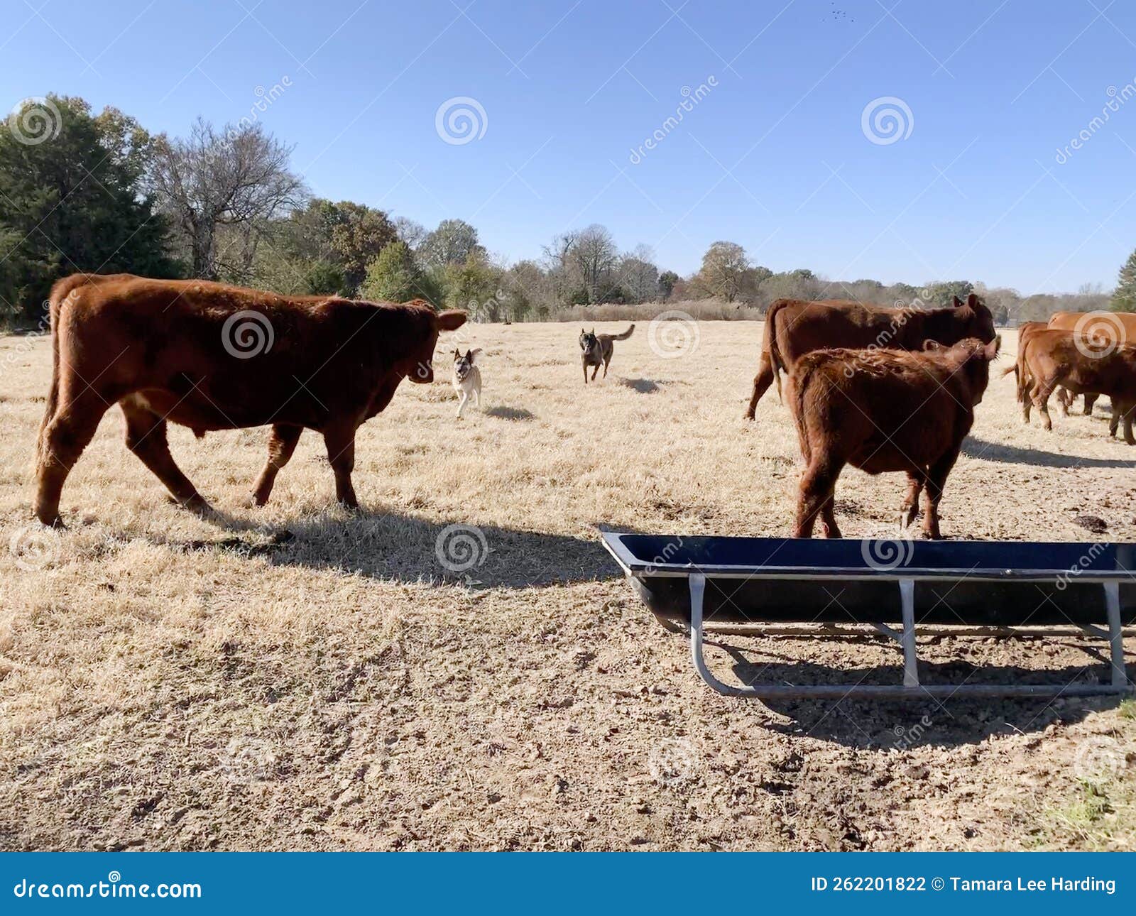 Farm Dogs with Cattle on a Small Farm Stock Photo - Image of oklahoma ...