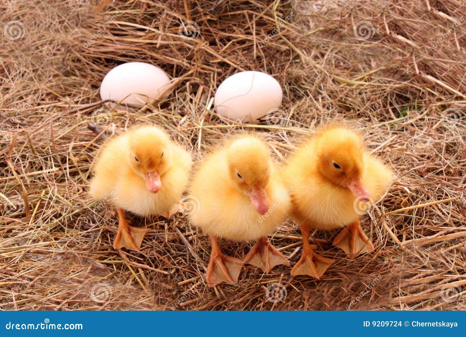 Farm ducks stock photo. Image of fluffy, farm, animals - 9209724