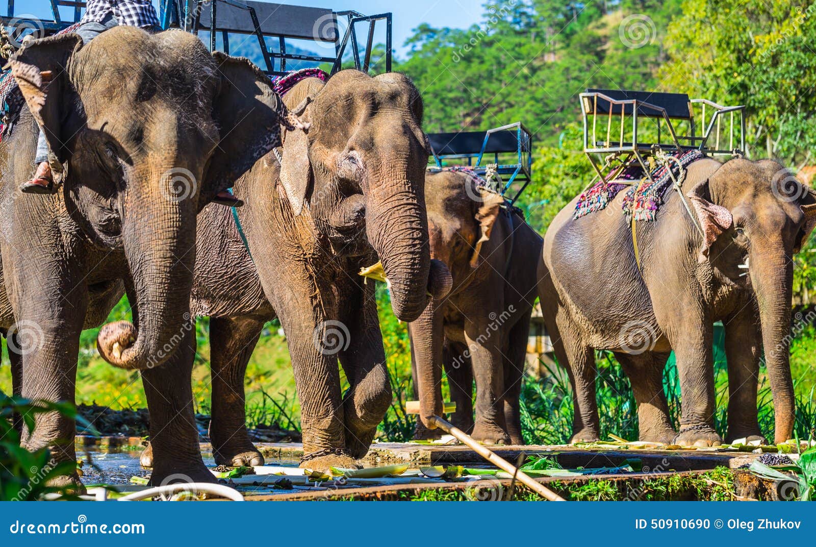 The Farm of Elephants Not Far from Dalat Stock Photo - Image of jungle ...