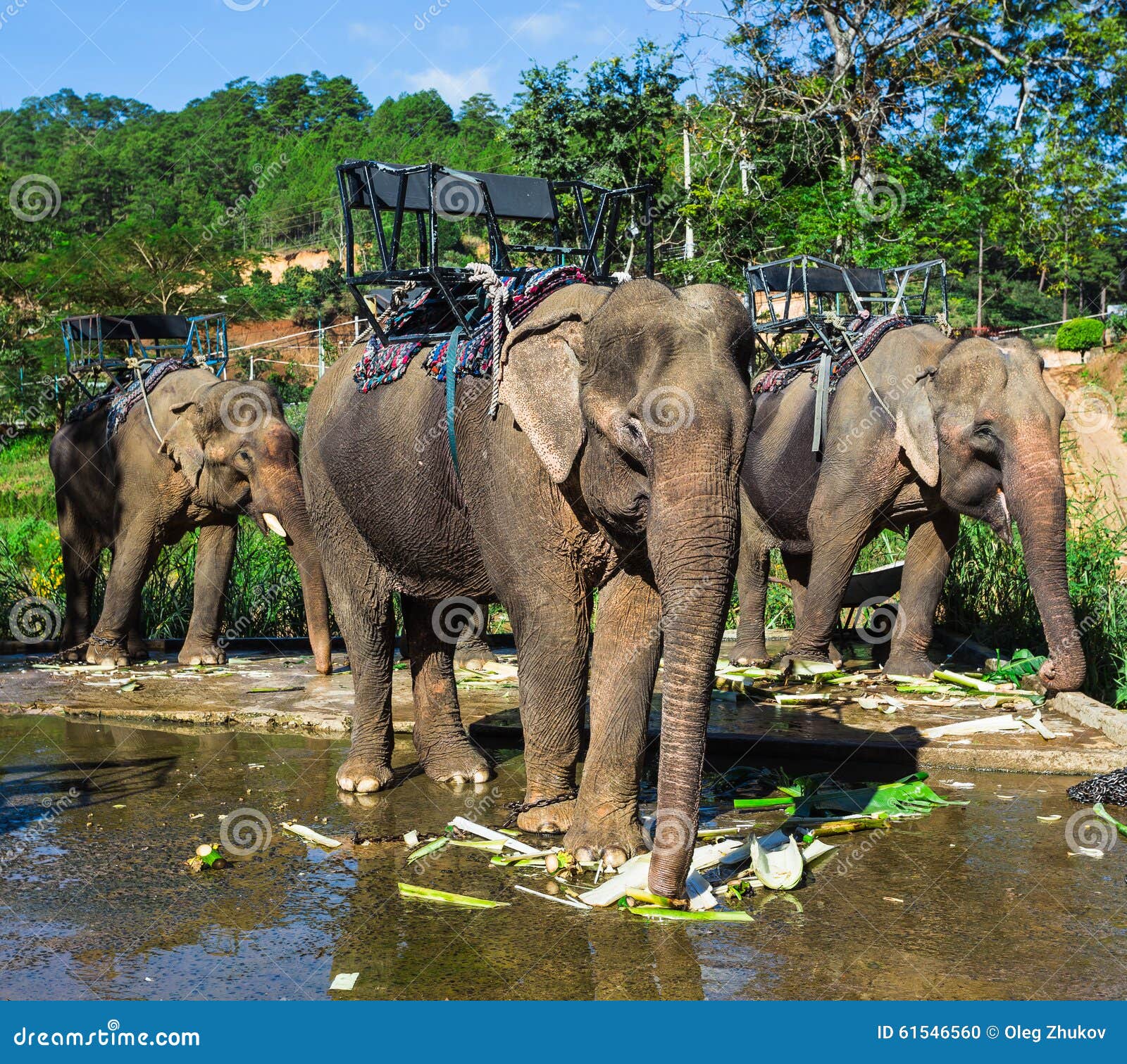 The Farm of Elephants Not Far from Dalat Stock Photo - Image of couple ...
